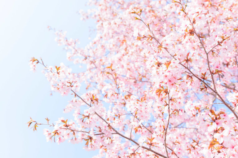 桜の名所が集まる「京都」。おすすめの時期はいつ頃？ Caedekyoto カエデ京都 紅葉と伝統美を引き継ぐバッグ