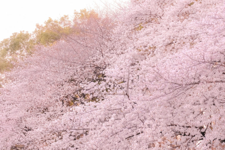 古き良き日本の風景と桜が織りなす絶景。京都の桜の名所とは Caedekyoto カエデ京都 紅葉と伝統美を引き継ぐバッグ