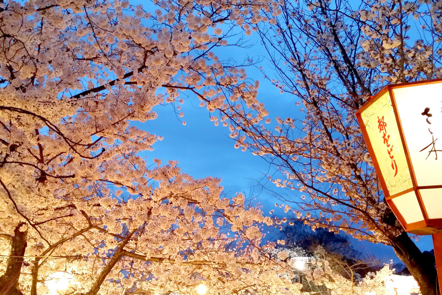 日本の桜の名所が多く集まる京都。2024年の見頃はいつ頃になる？ Caedekyoto カエデ京都 紅葉と伝統美を引き継ぐバッグ