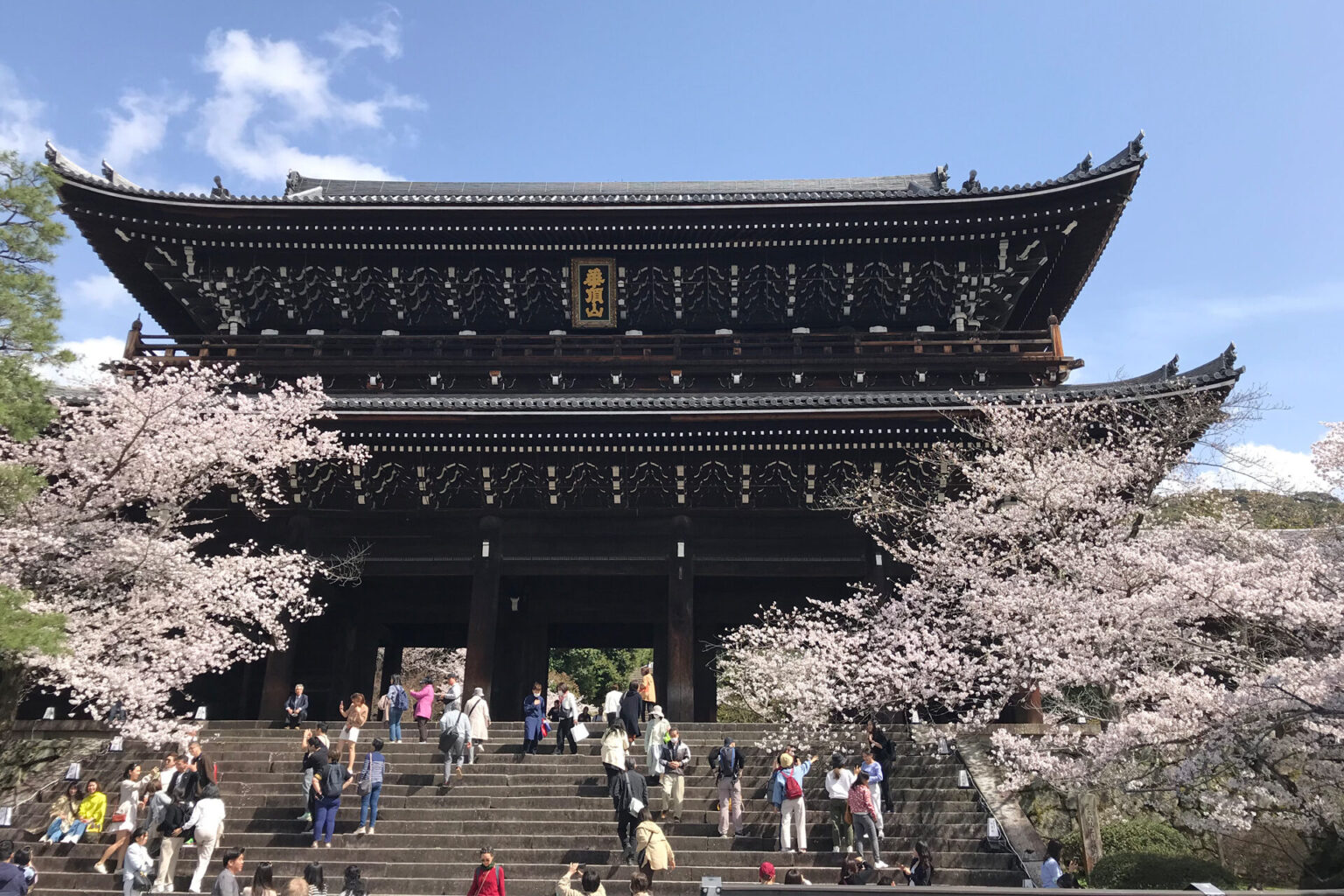 日本の桜の名所が多く集まる京都。2024年の見頃はいつ頃になる？ Caedekyoto カエデ京都 紅葉と伝統美を引き継ぐバッグ